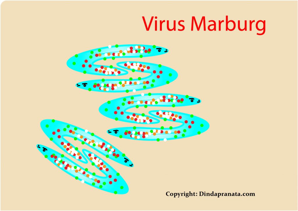 Marbug Virus-Virus Paling Mematikan Di Dunia! - Senja Hari