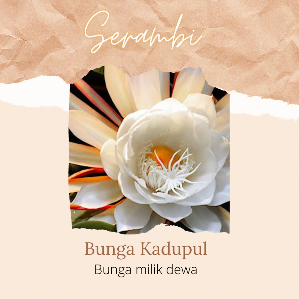 Bunga Kadupul-Bunga Langka Yang Bikin Kamu Menangis. - Senja Hari